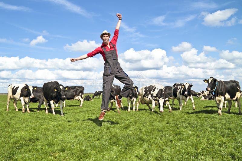 Happy Dutch Farmer with His Cows Stock Photo - Image of person, outdoor ...