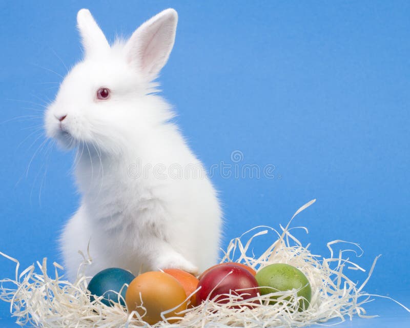 Easter Rat stock photo. Image of vermin, rabbit, furry - 13086188