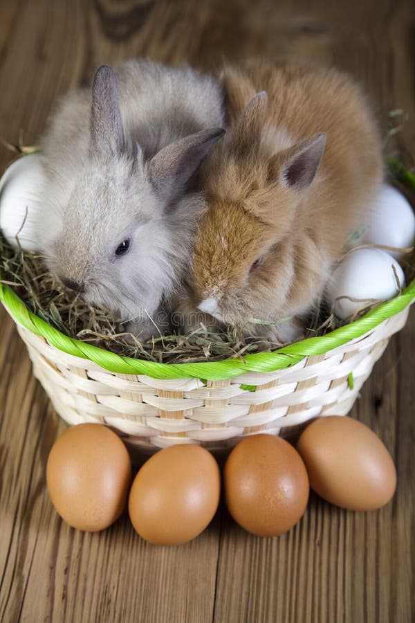 Happy easter, Baby bunny stock photo. Image of springtime - 65095038