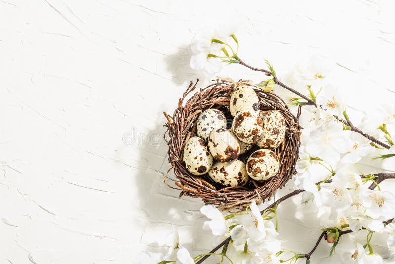 Happy Easter Background with Blooming Cherry and Quail Eggs in a Nest ...
