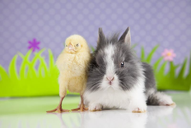 Little chick on rabbit stock photo. Image of decorated - 115413736