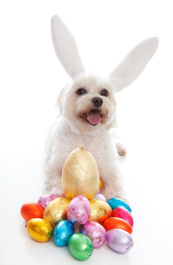 Easter Dog with Bunny Ears and Eggs Stock Photo - Image of halloween ...