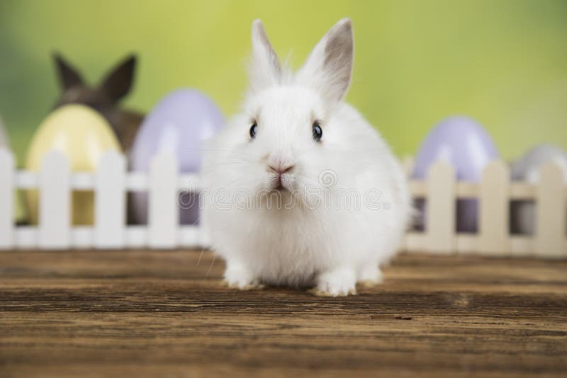 Happy Easter,Eggs, Baby Bunny Stock Image - Image of young, spring ...