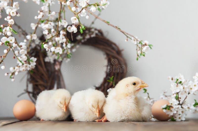 Happy Easter Greeting Card. Chickens, Eggs, Spring Wreath, Blossoming ...