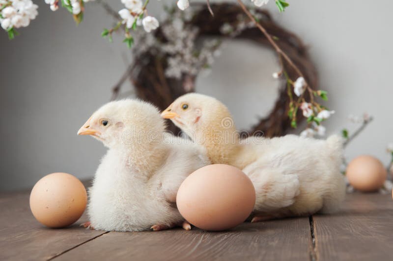 Happy Easter Greeting Card. Chickens, Eggs, Spring Wreath, Blossoming ...