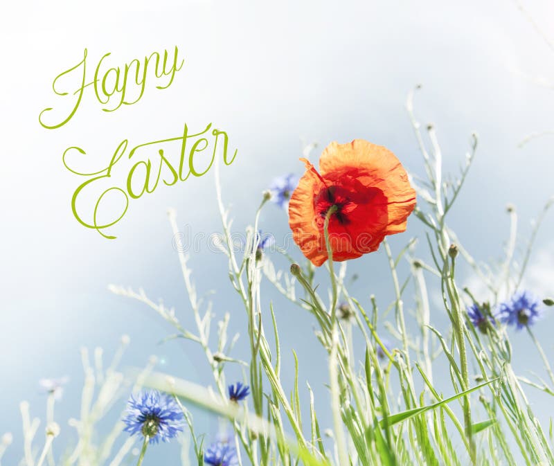 Happy easter poppy stock image. Image of meadow, spring - 50127305
