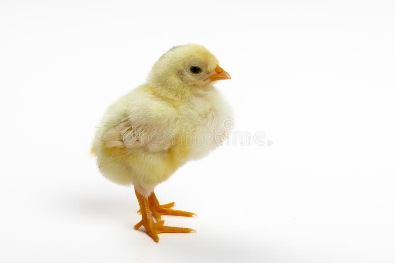 Happy Easter! Single Newborn Easter Chick: Symbol of Spring Renewal ...