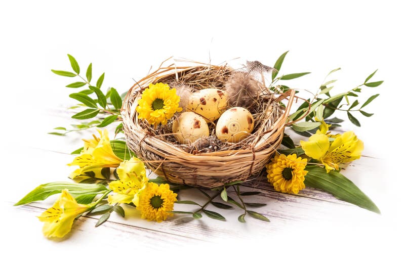 Happy Easter. Three Spotted Eggs in the Nest and Spring Yellow Flowers ...