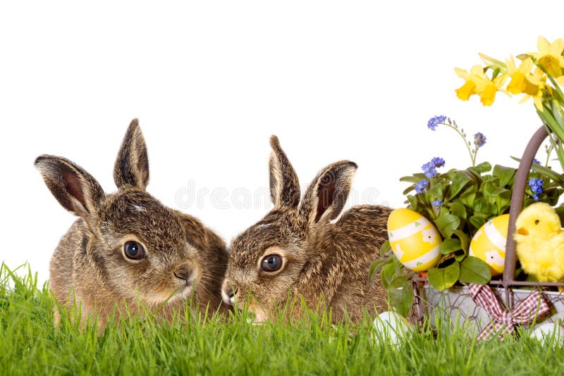 Happy Easter stock image. Image of isolated, looks, flowers - 49885809