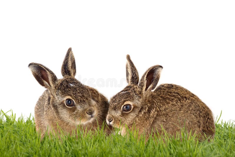 Happy Easter stock image. Image of looks, concept, animal - 49885503
