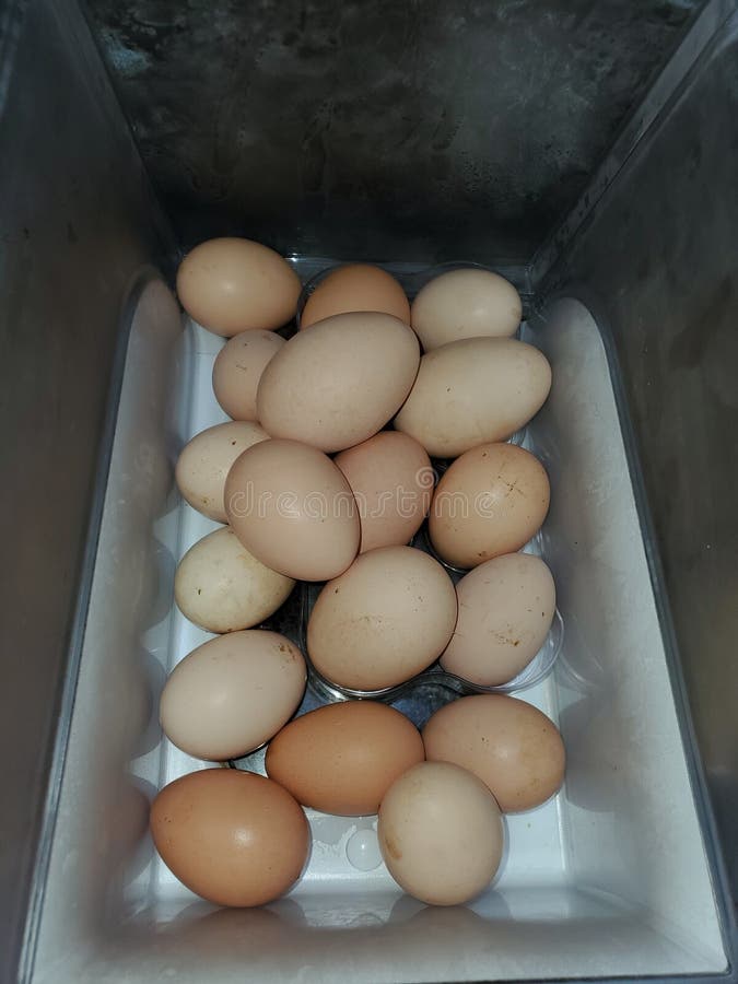 Happy eggs collection stock photo. Image of cuisine - 205828626