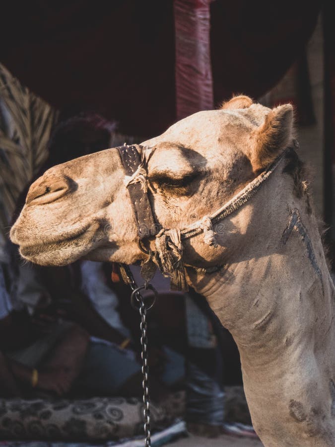 Happy Egypt camel stock image. Image of egypt, camel - 260658167