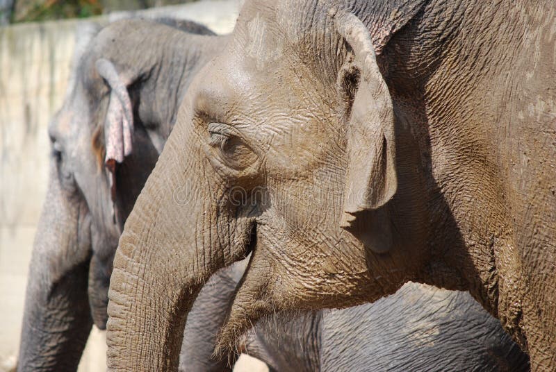 Happy elephant stock image. Image of indian, animal, smilling - 15978895