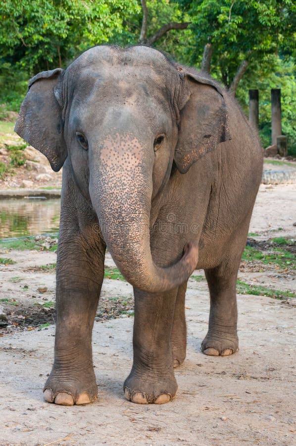 Happy Elephant stock image. Image of elephant, national - 33428381