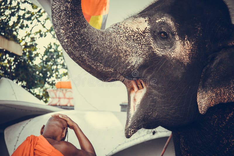 Happy Elephant with Open Mouth and Sad Monk Editorial Photo - Image of ...