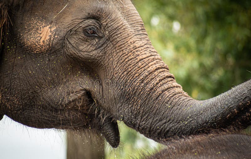 Happy Elephant stock photo. Image of herd, herding, india - 187183502