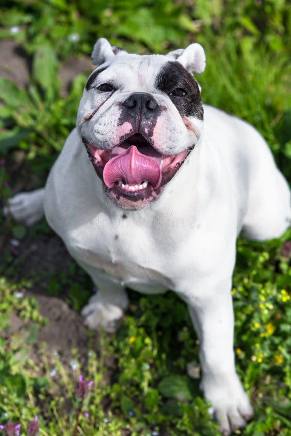 Happy English Bulldog Relaxing Stock Image - Image of domestic, tired ...