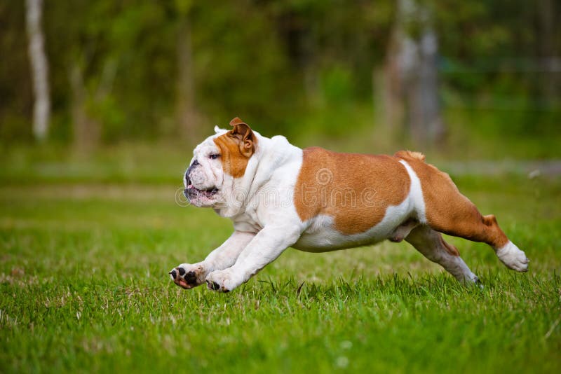 How Fast Can A Bulldog Run