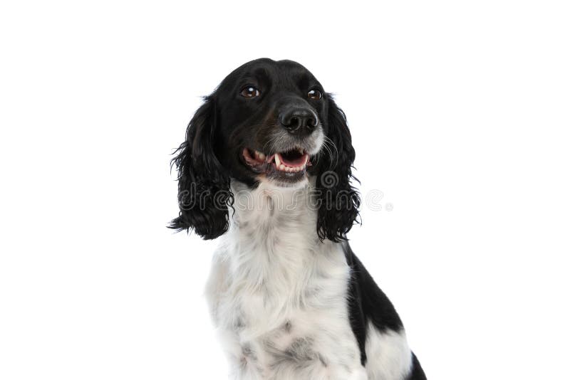 Happy English Springer Spaniel Dog Panting and Looking Up Stock Image ...