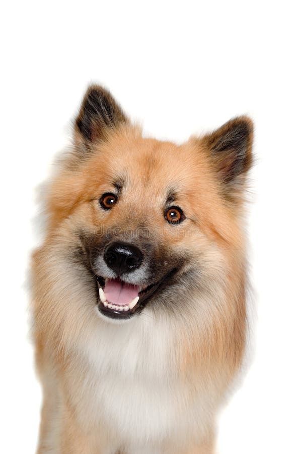 158 Eurasier Dog Stock Photos - Free & Royalty-Free Stock Photos from ...