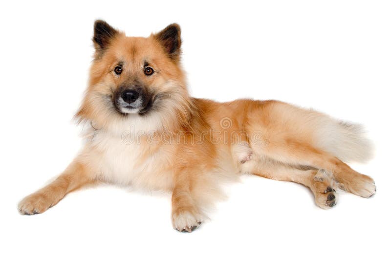 Happy Eurasier dog stock photo. Image of creature, domestic - 245214464