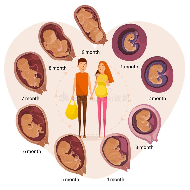 Fetal Evolution Stock Illustrations 83 Fetal Evolution Stock