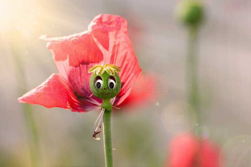 Happy Face Poppy stock illustration. Illustration of happy - 96295316
