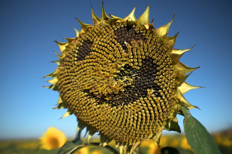 Happy face Sunflower stock photo. Image of happy, joking - 21812656
