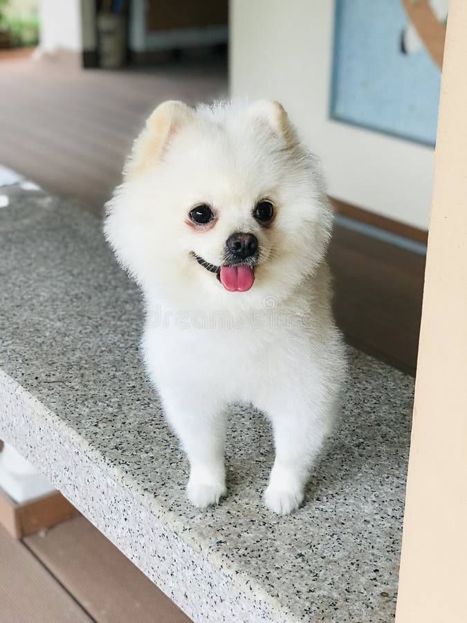 Happy Face of a White Pomeranian Dog. Stock Image - Image of honest ...