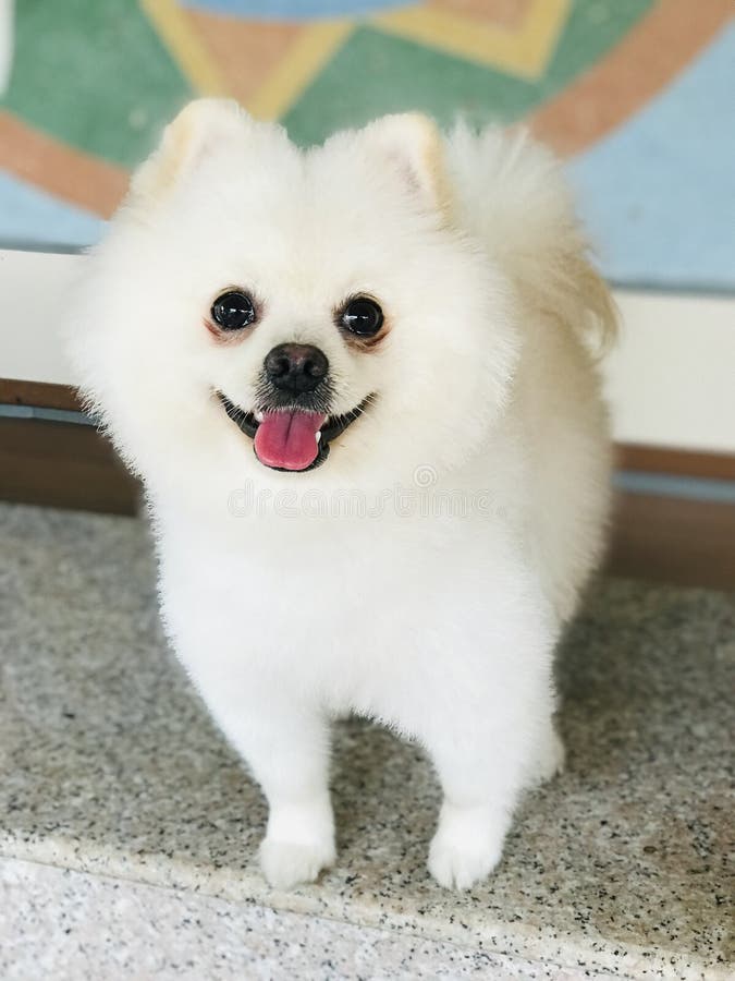 Happy Face of a White Pomeranian Dog. Stock Image - Image of honest ...