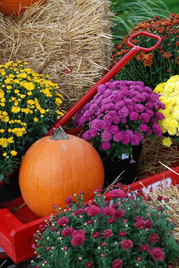 Happy Fall stock photo. Image of plants, mums, yellow - 3470600