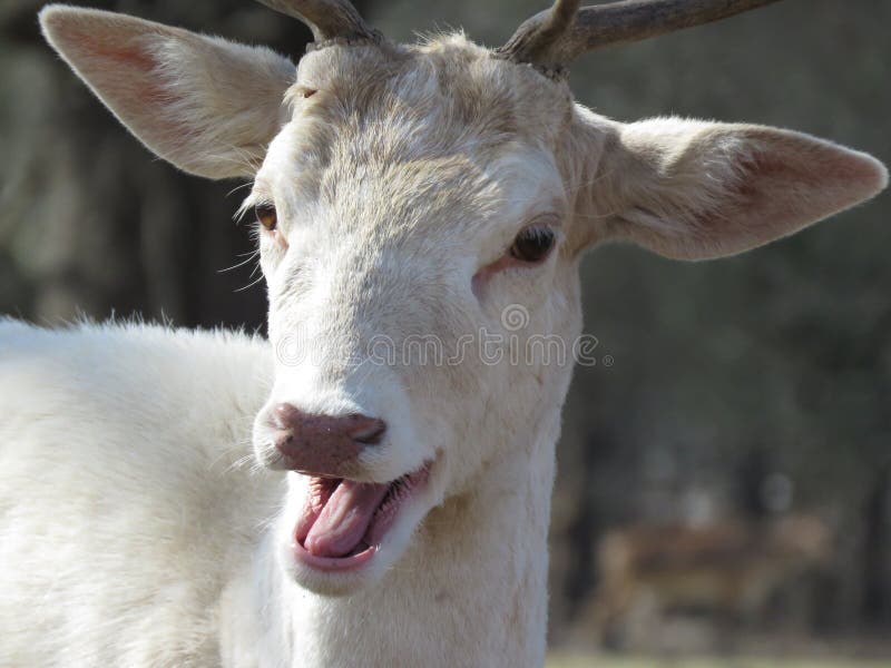 Happy fallow deer stock photo. Image of happy, wildlife - 99440484