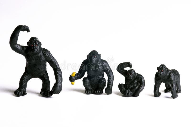 Ivan Gorilla Stock Photos - Free & Royalty-Free Stock Photos from ...