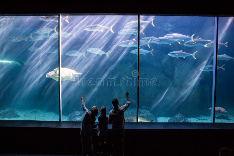 Happy Family Looking at the Fish Tank Stock Image - Image of male ...