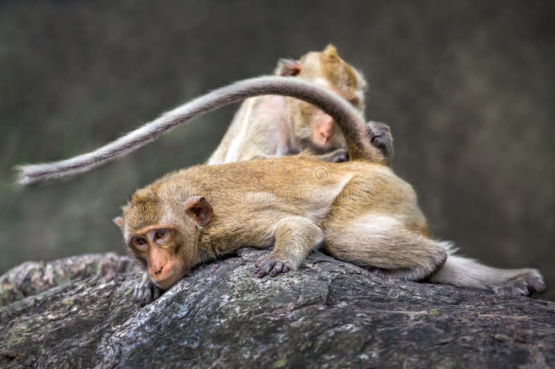 Happy family of macaques. stock photo. Image of animal - 287220178