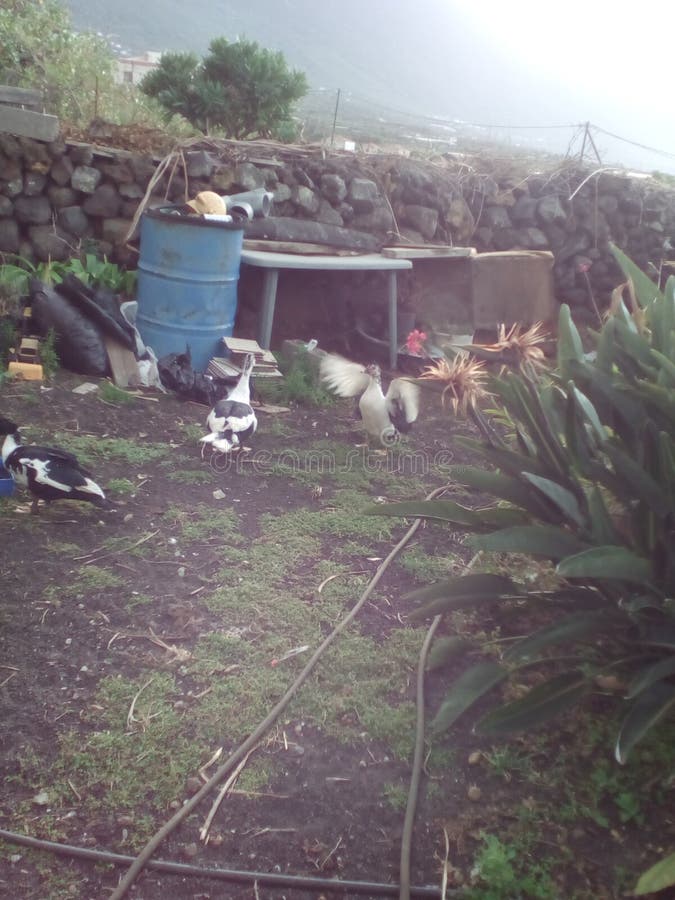 Happy farm stock photo. Image of living, farm, happy - 70761560