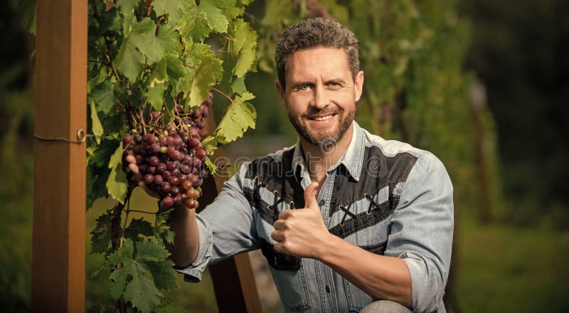 Happy Farmer Checking Grapevine at Grape Farm Showing Thumb Up, Perfect ...