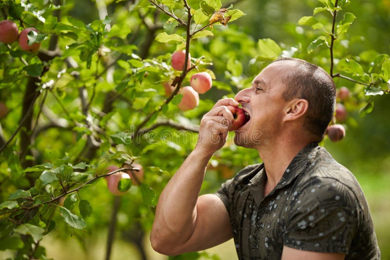 Farmer Checking His Apple Trees Stock Photo - Image of agriculture ...