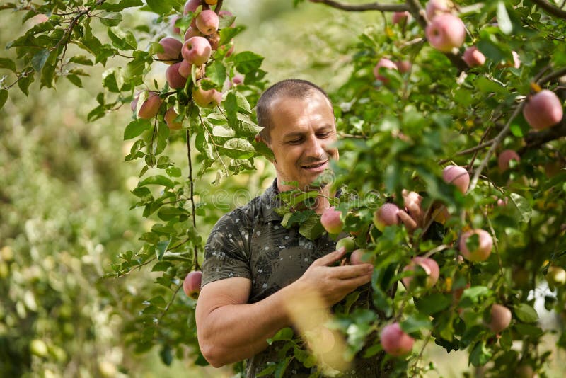 Farmer Checking His Apple Trees Stock Image - Image of casual, male ...