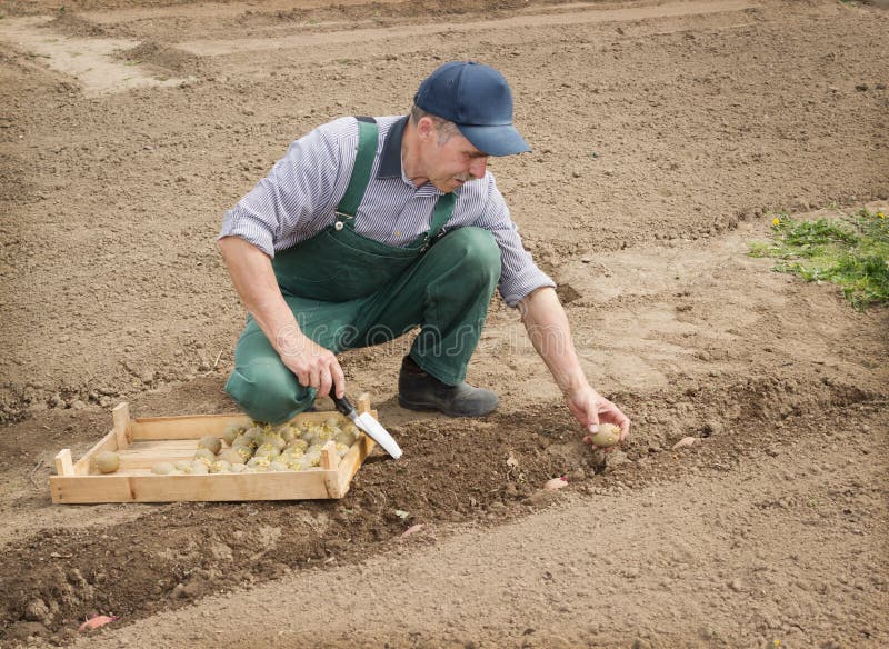 Happy Farmer is Preparing To Plant Potatoes Stock Photo - Image of ...