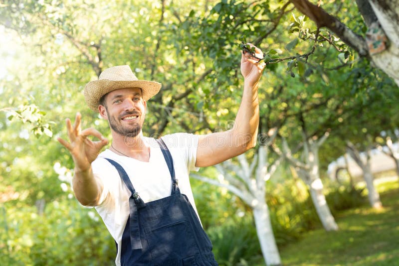 Happy farmer in orchard stock photo. Image of handsome - 176779690
