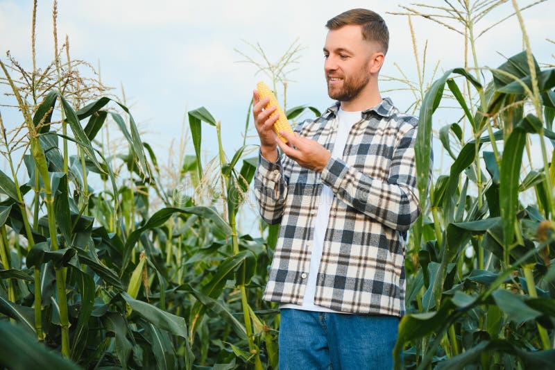 Happy Farmer is Standing in His Growing Corn Field and Examining Crops ...