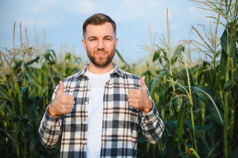 Happy Farmer is Standing in His Growing Corn Field and Examining Crops ...