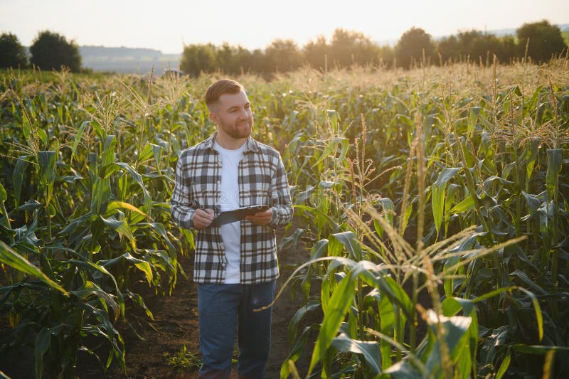 Happy Farmer is Standing in His Growing Corn Field and Examining Crops ...