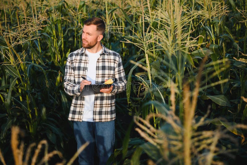 Happy Farmer is Standing in His Growing Corn Field and Examining Crops ...