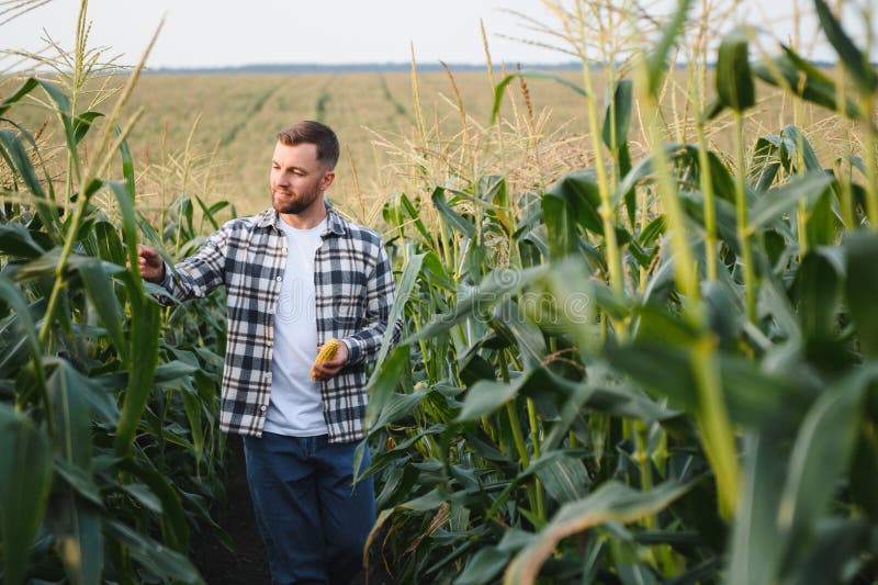 Happy Farmer is Standing in His Growing Corn Field and Examining Crops ...