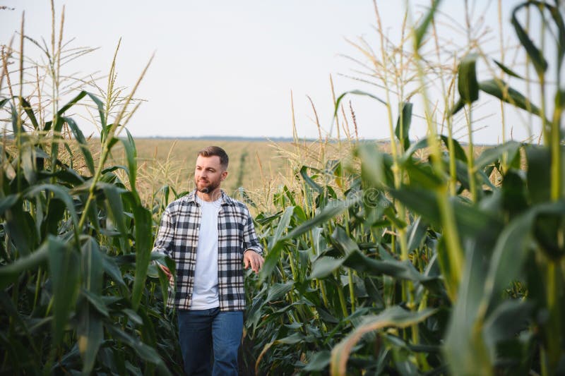 Happy Farmer is Standing in His Growing Corn Field and Examining Crops ...