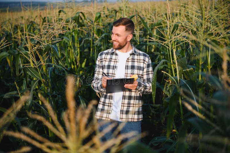 Happy Farmer is Standing in His Growing Corn Field and Examining Crops ...