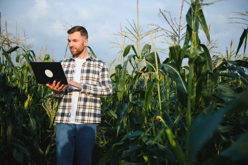 Happy Farmer is Standing in His Growing Corn Field and Examining Crops ...