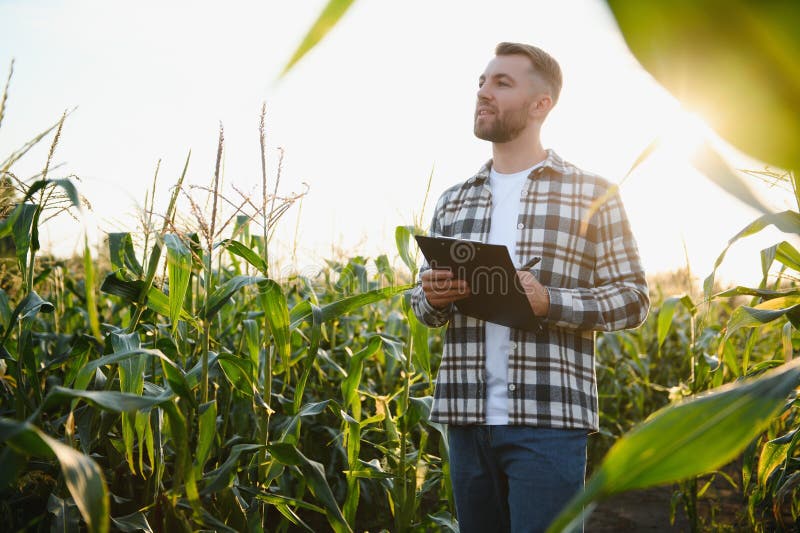 Happy Farmer is Standing in His Growing Corn Field and Examining Crops ...